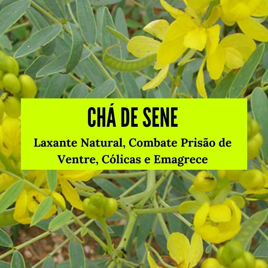 Como fazer chá de sene para emagrecer - Blog Jejum Intermitente